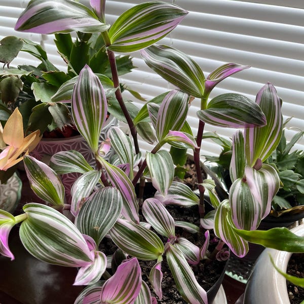 Twin-pk Live Arboricola Moondrop in 3” Pots, Schefflera Arboricola ...