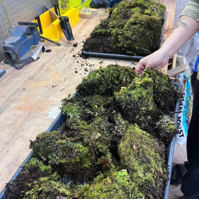 2 Gallon Bags Live Moss Kit, Organic Oregon Forest Grown, gently ...