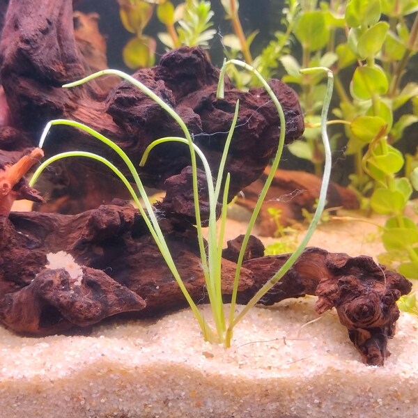 Fully RED Plants With Pogostemon Helferi Downoi, Bundle, pearlingplants ...