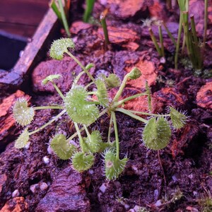 Drosera Prolifera-live Carnivorous Plant - Etsy