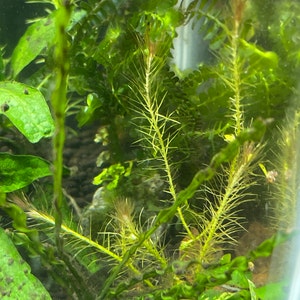 1 Bucephalandra Micro Live Aquarium Plants Free S/h Live Aquatic Plants ...