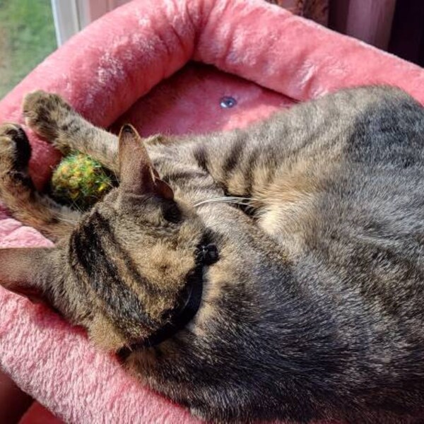 Catnip "nug" Cat Toys - Etsy