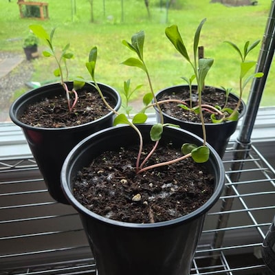 Cherokee, North Georgia Candy Roaster Squash . Cucurbita Maxima - Etsy