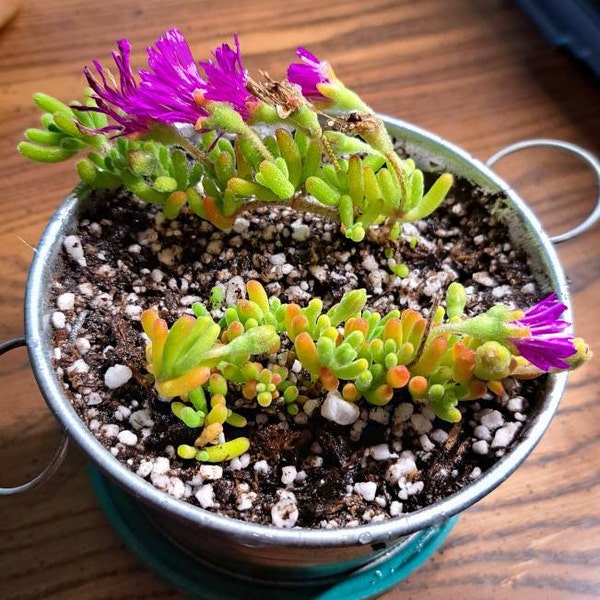 Beautiful Succulent: Dicrocaulon Ramulosum (l.bolus) Ihlenf Purple ...