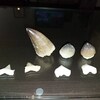 Great Macrorhizodus Falcatus Shark Tooth From Dakhla Morocco - Etsy