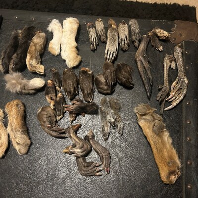 Freeze Dried Yak Feet for One Taxidermy Yak, Deer Antlers, Taxidermy ...
