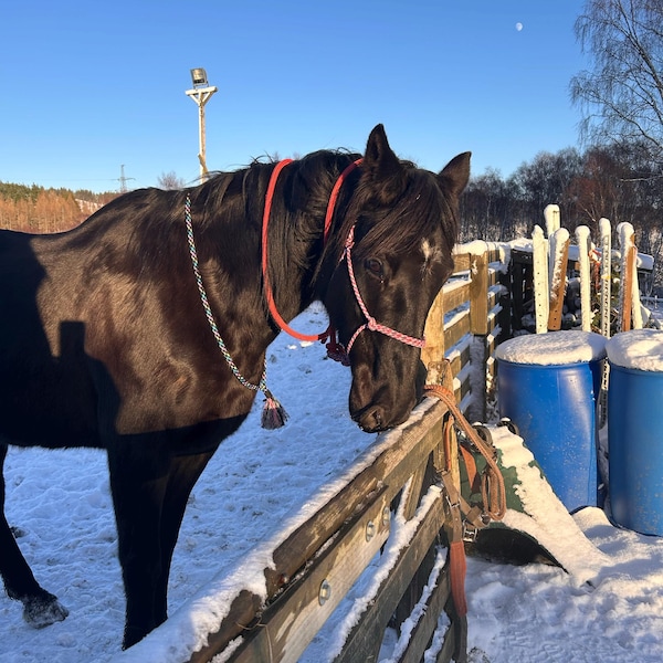 Saddle Grab Strap | Black Biothane | Balance Strap | Horse Riding ...