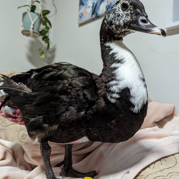 High Quality ORIGINAL - Duck Chicken Goose Diaper Harness - Adjustable ...