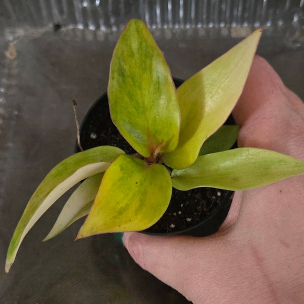 Chester Fern Starter Plant (ALL STARTER PLANTS Require You to Purchase ...