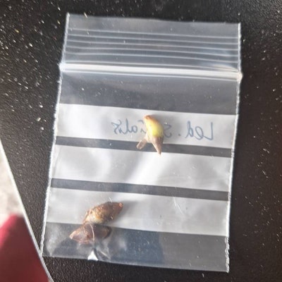 Begonia Dregei Fresh Seed Maple Leaf Begonia Succulent Caudex Unusual ...
