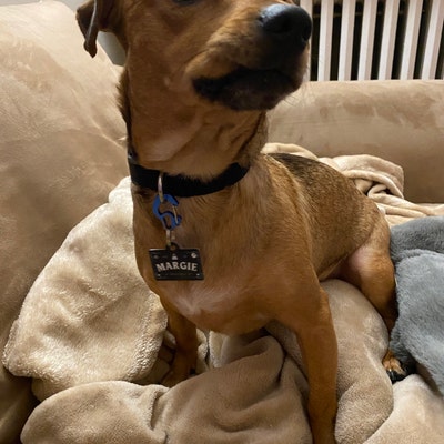 Witchy Pet ID Tag, Custom Personalized Dog or Cat Tags, Mystical Gothic ...