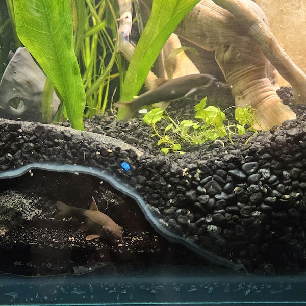 Terrarium and Aquarium Cave - Observe Tunnel Cave, STL File, 3D ...