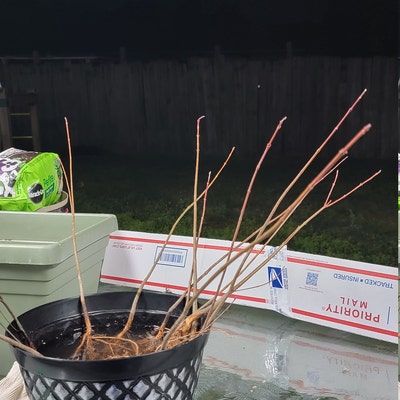 5 Red Maple Bare Root acer Rubrum - Etsy