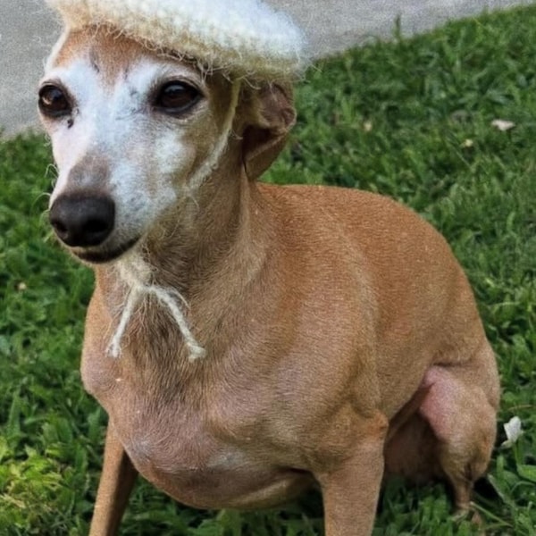 Crochet Pet Beret for Cats and Dogs- PDF Downloadable Pattern - Etsy