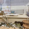 Hamster Hideout Brown Bear;polar Bear;panda, Sleeping House, Hamster ...