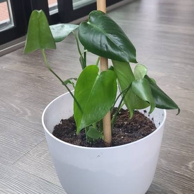 Monstera Deliciosa Tropical Split Leaf Plant 4 Inch Pot Indoor and ...