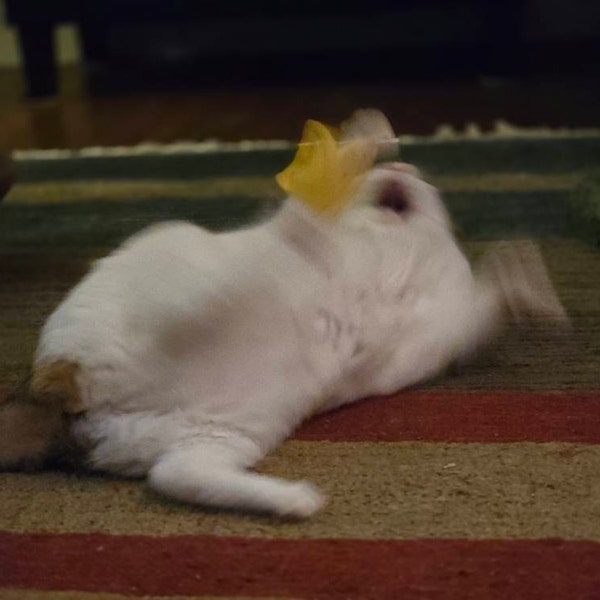 Marinated Catnip Toys for Cats Catnip Stuffed Raviolis/toys for Cats ...