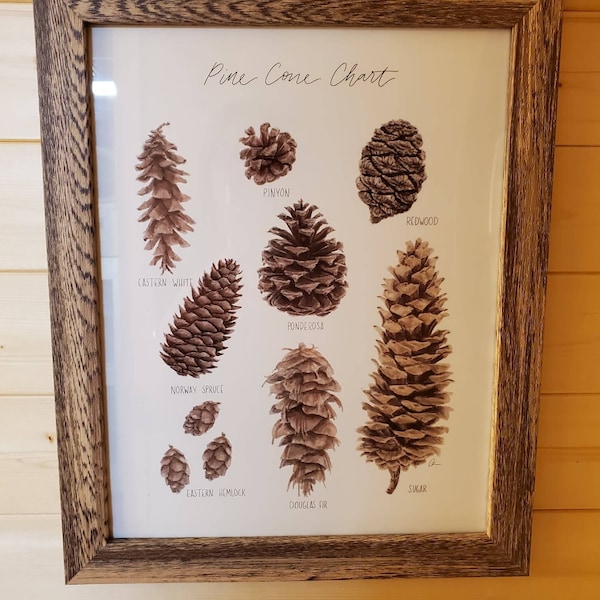Pine Cone Chart Print - Watercolor Pine Cones, Pine Cones, Nature Print ...