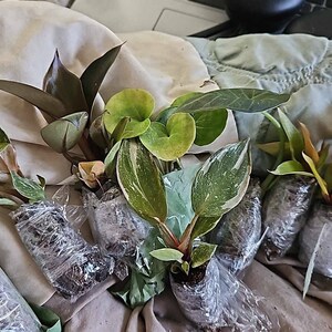 Alocasia Dragons Tooth Starter Plant must Buy A Minimum of ANY 2 PLANTS ...