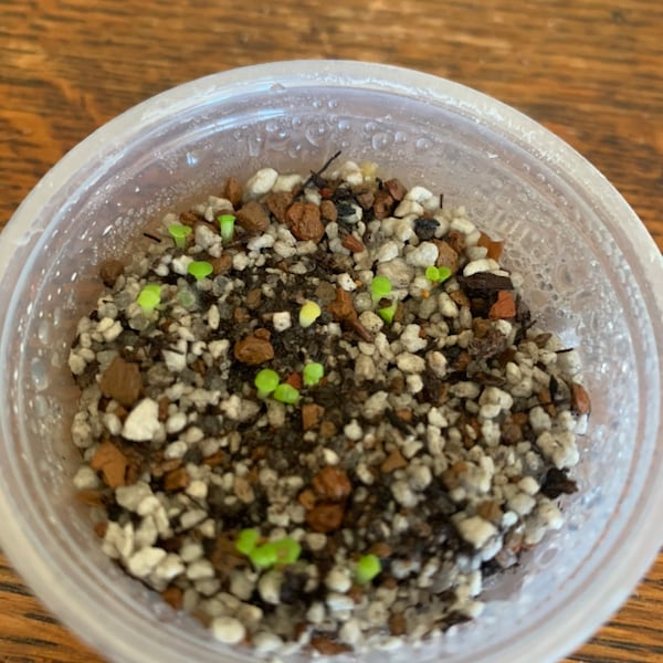 20 Seeds Lithops Aucampiae Mix / Freshly Harvest 20 Premium Quality ...