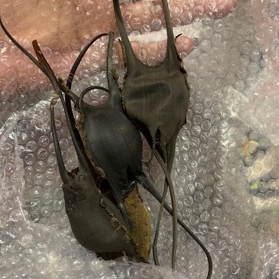 3 Devil's Purses Mermaids Purse Devils Purse Shark Egg Sack ...