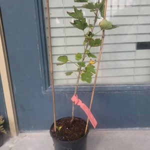 Champagne Pink Currant- 1 Gallon Potted 2-3' Tall! - Etsy