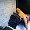 8x8 3D Printed Climbing Wall PANEL for Bearded Dragons & Other Reptiles ...
