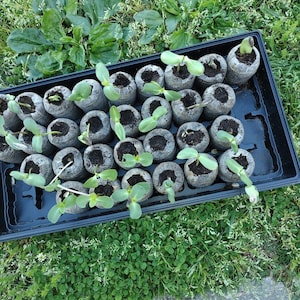 15 Heirloom Chinese Redbud Tree Seeds. USA Beautiful Pink - Etsy