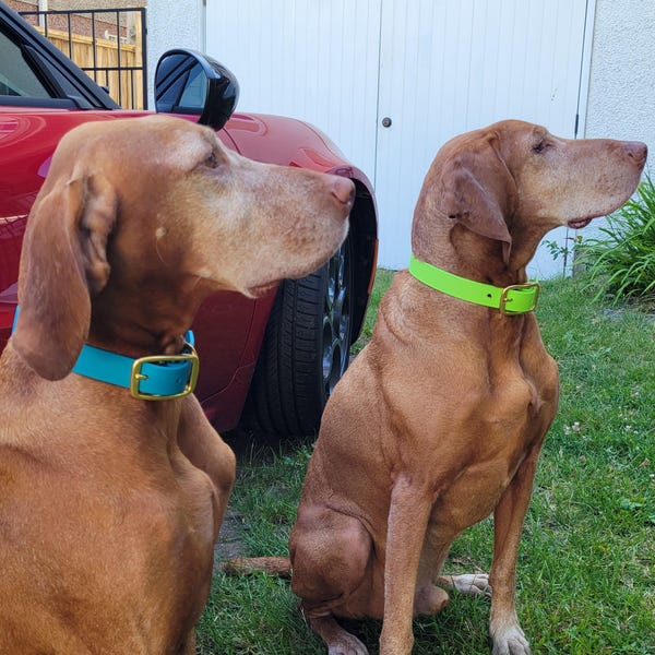Two Classic Buckle Collars Package - Etsy