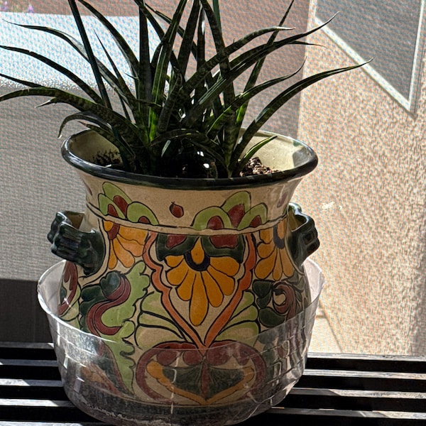 Marcus Pumpkin Avocado Tree , “cold Hardy” Grafted in 3 Gallons Pot, No ...