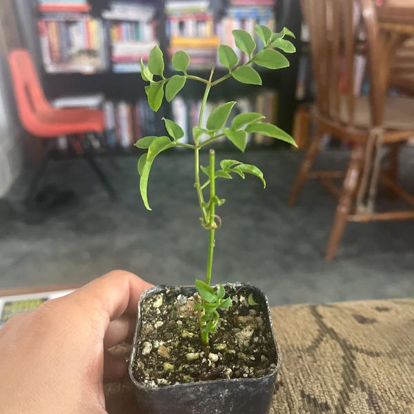 Starter Podocarpus Macrophyllus Maki Tree Outdoor Plant Landscape Live ...