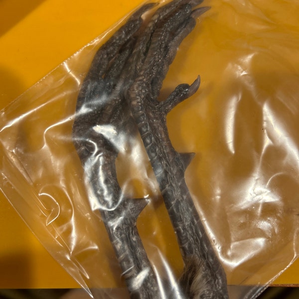 Ancient Fossilized Corax Shark Dinosaur Teeth - Shark Teeth Fossil ...