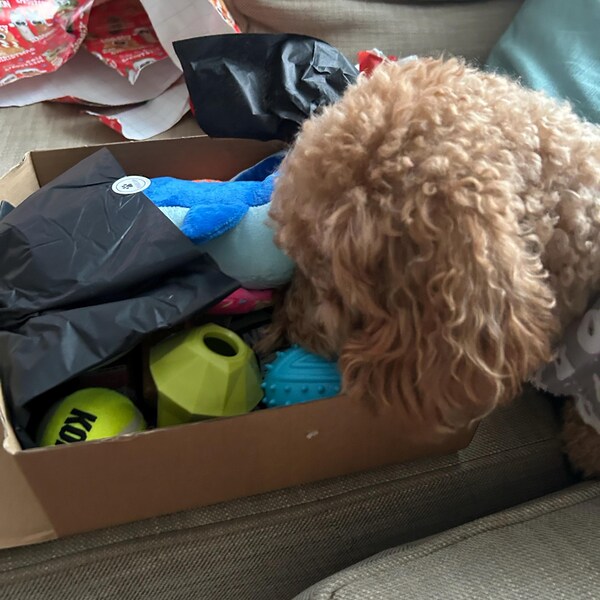 NEW Luxury Puppy Starter Kit Hamper Gift Box - Etsy