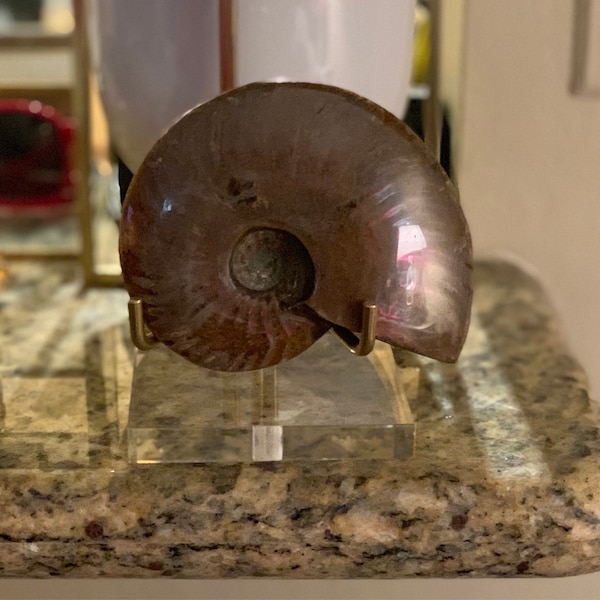 Mineral Geode Fossil Display Stand, Adjustable Metal Arm 4-1/4" High - Etsy