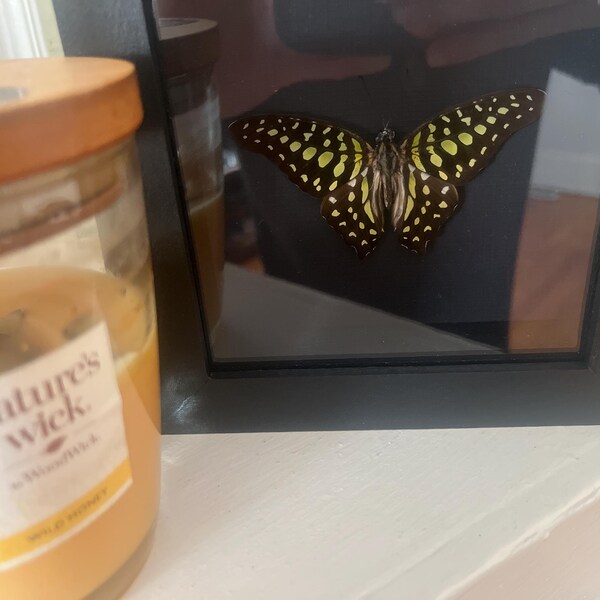 Real Kolyma 88 Butterfly Framed Taxidermy Callicore Kolyma - Etsy