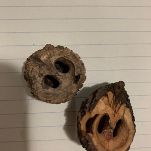 Black Walnut Shells Squirrel Cut-organic Crafts | Etsy