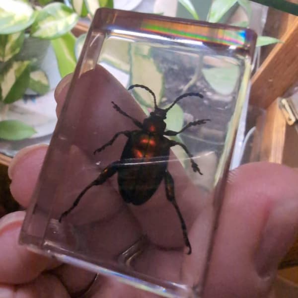 Real Giant Asian Water Bug in Clear Lucite Resin 109mm Preserved ...