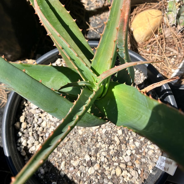 Specimen 5g Aloe Esculenta,rarely Seen Aloe of Angola. Gorgeous ...