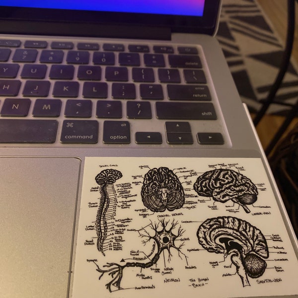 Laptop Sticker Anatomy Neuro Brain Diagram Vinyl, Nursing Student ...
