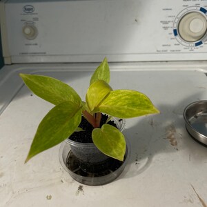 Alocasia Dragons Tooth Starter Plant must Buy A Minimum of ANY 2 PLANTS ...