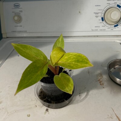 Alocasia Dragons Tooth Starter Plant must Buy A Minimum of ANY 2 PLANTS ...