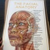 A3 Raised Foiled Facial Muscle Anatomy Poster - Etsy