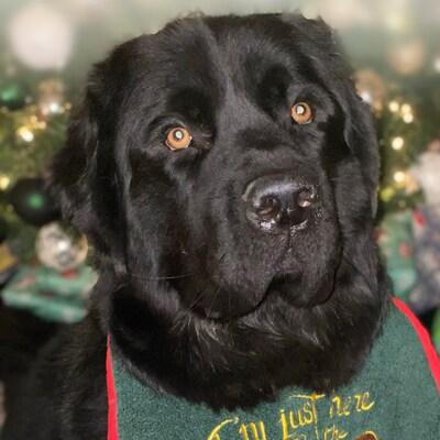 St Bernard Dog Bib ,large Drool Bib, Slobber Dog Bib , Large Breed Dog ...