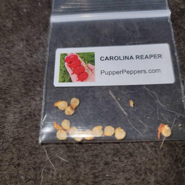 Purple Peach Carolina Reaper Rare Pepper Seeds Premium Packet - Etsy