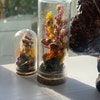 Glass Terrarium Specimens - Etsy