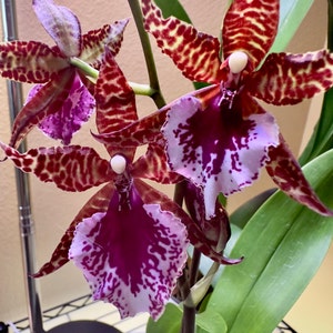 Cymbidium Ensifolium qing Shan Yu Quan green Mountain Jade - Etsy