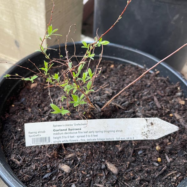 Salix Koriyanagi 'rubykins' - Korean Basket Willow - Etsy