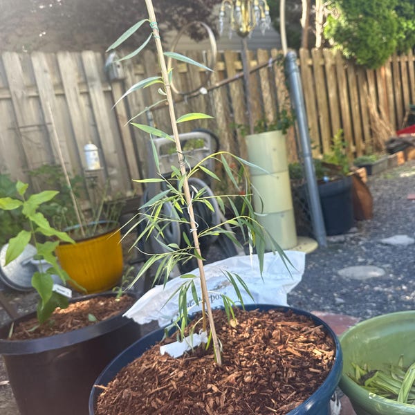 Golden Weeping Willow Tree , Potted, Perfect for Bonsai - Etsy