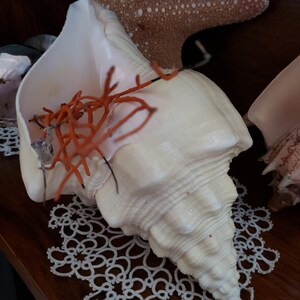 Beach Decor Magpie Banded Shells 3 Turbo Shell - Etsy