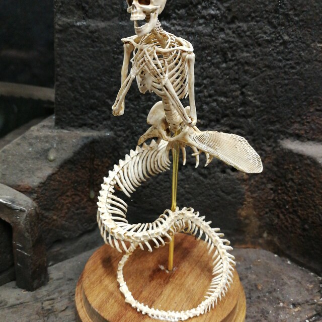 Mermaid Skeleton Curiosity Cabinet Etsy UK